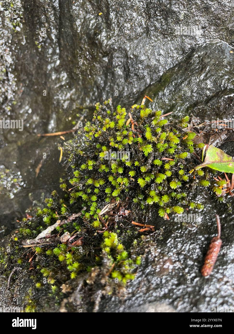 Yellow fringe moss hi-res stock photography and images - Alamy