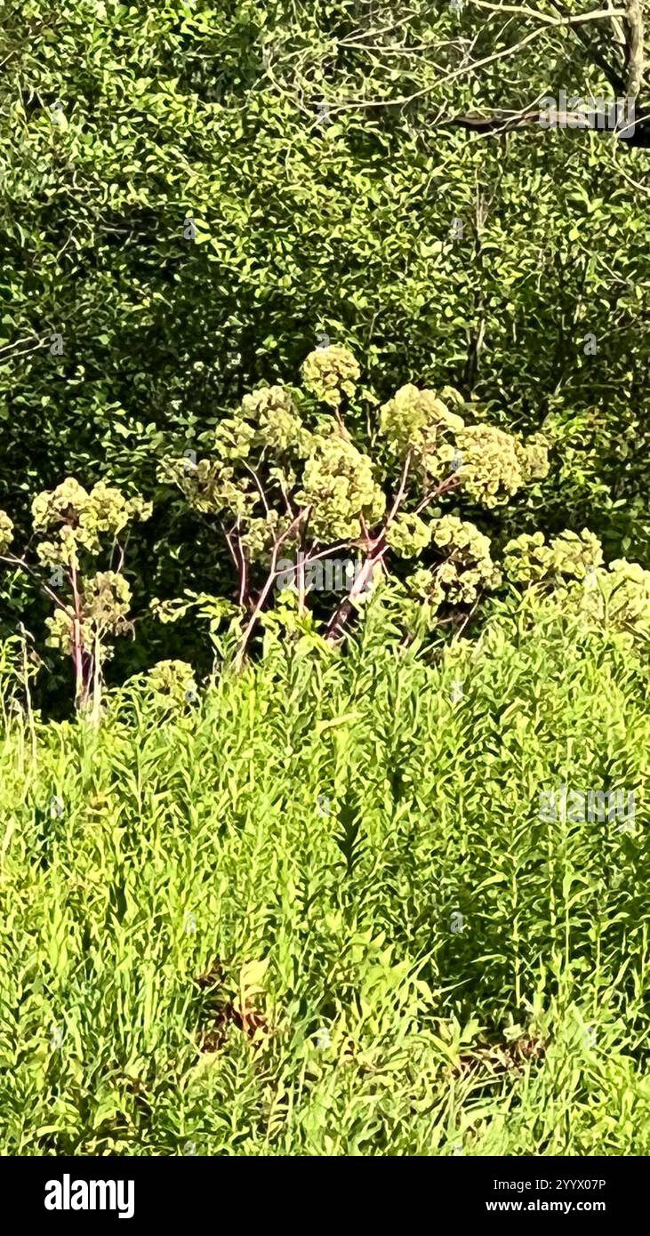 purple-stemmed angelica (Angelica atropurpurea Stock Photo - Alamy