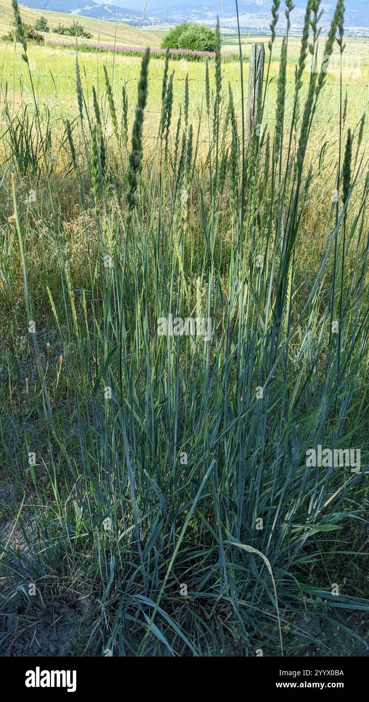Leymus cinereus hi-res stock photography and images - Alamy