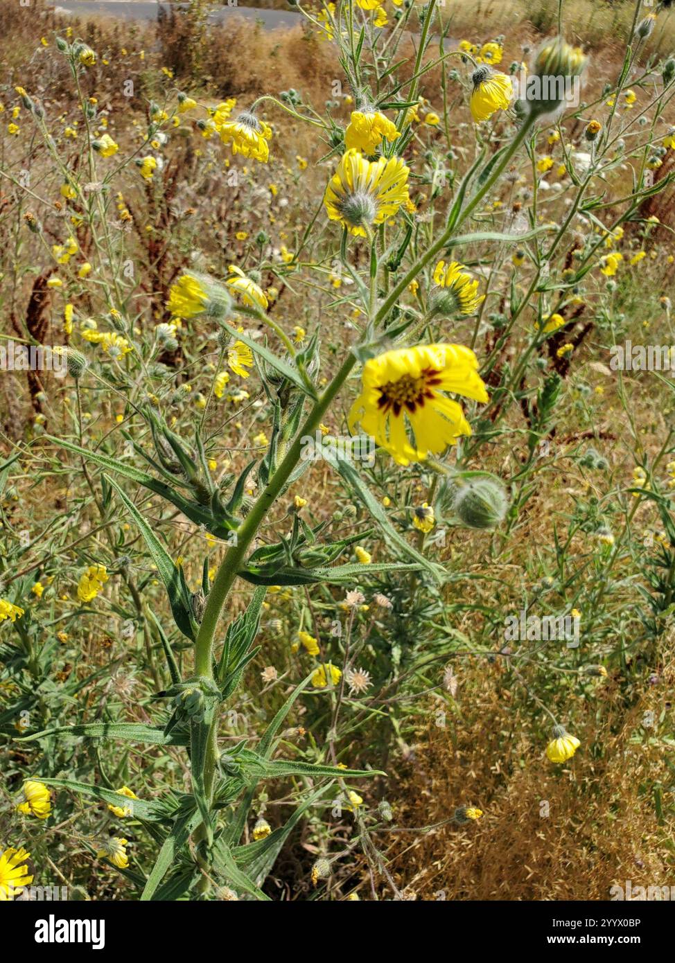 Common Madia (Madia elegans Stock Photo - Alamy