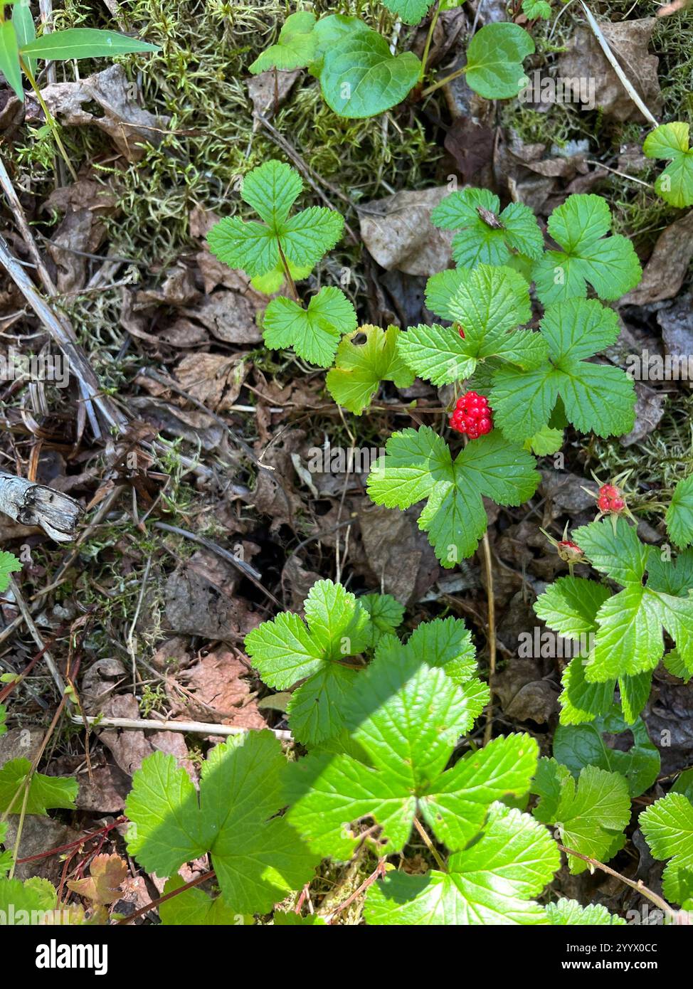 Arctic raspberry (Rubus arcticus Stock Photo - Alamy