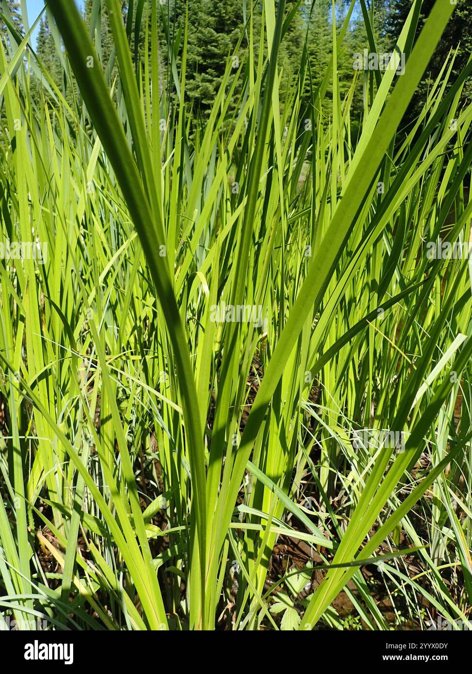 American Sweet-Flag (Acorus americanus Stock Photo - Alamy