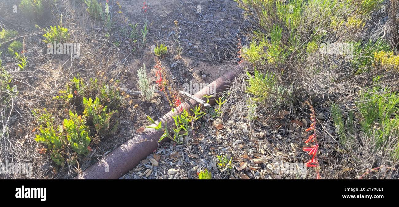 scarlet bugler (Penstemon centranthifolius Stock Photo - Alamy