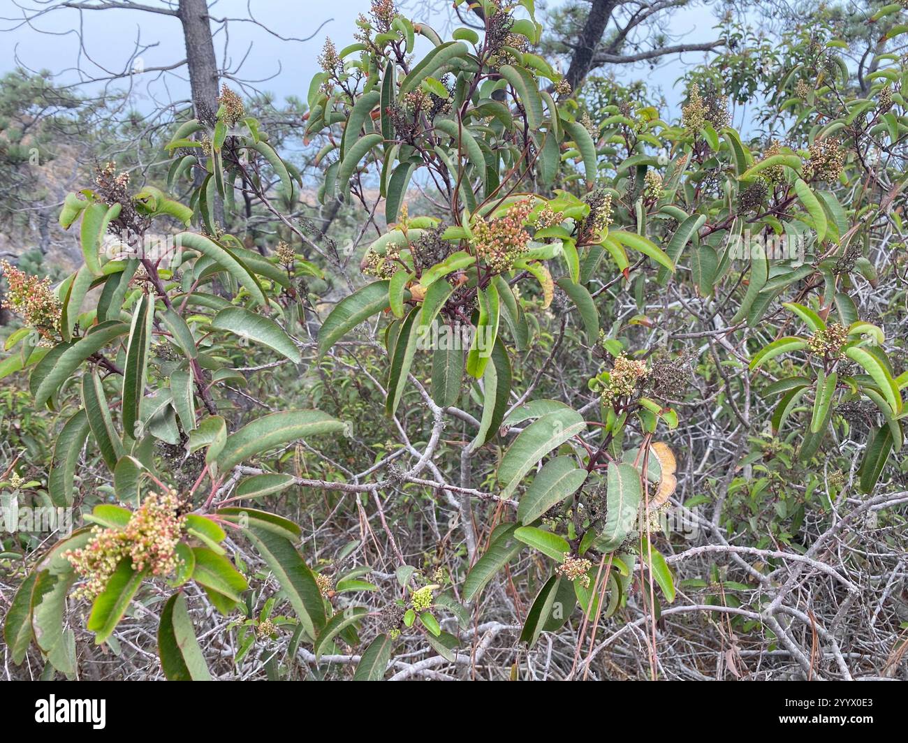 Laurel sumac malosma laurina hi-res stock photography and images - Alamy