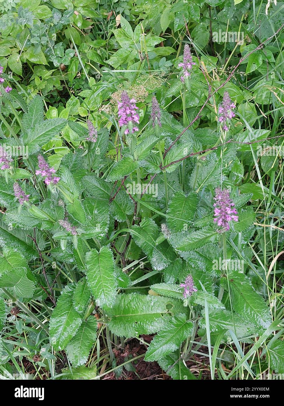 common hedge-nettle (Betonica officinalis Stock Photo - Alamy