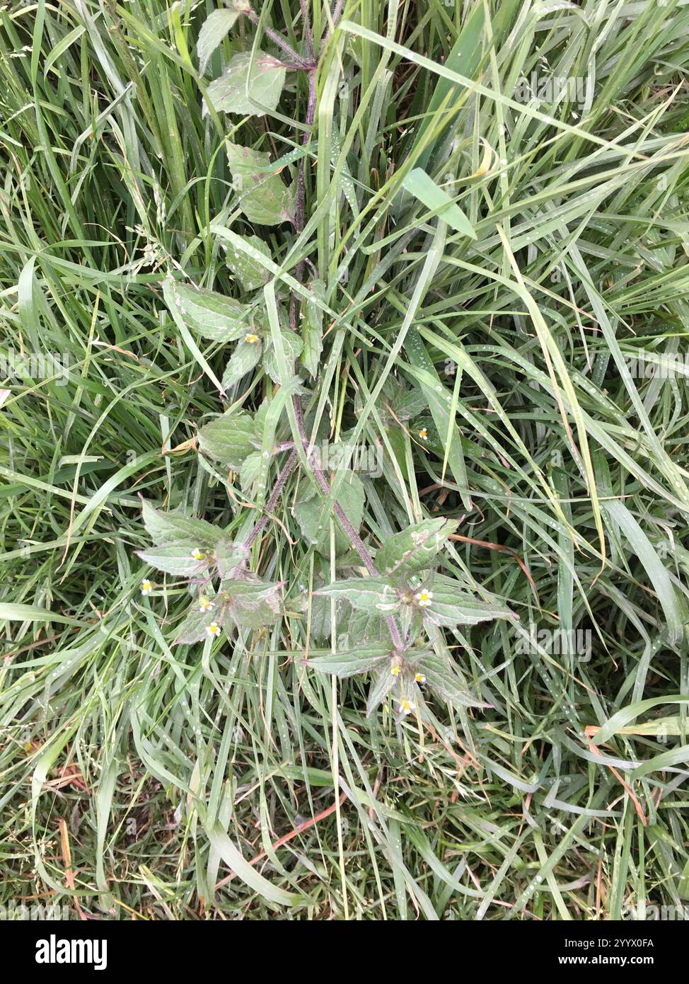 shaggy soldier (Galinsoga quadriradiata Stock Photo - Alamy