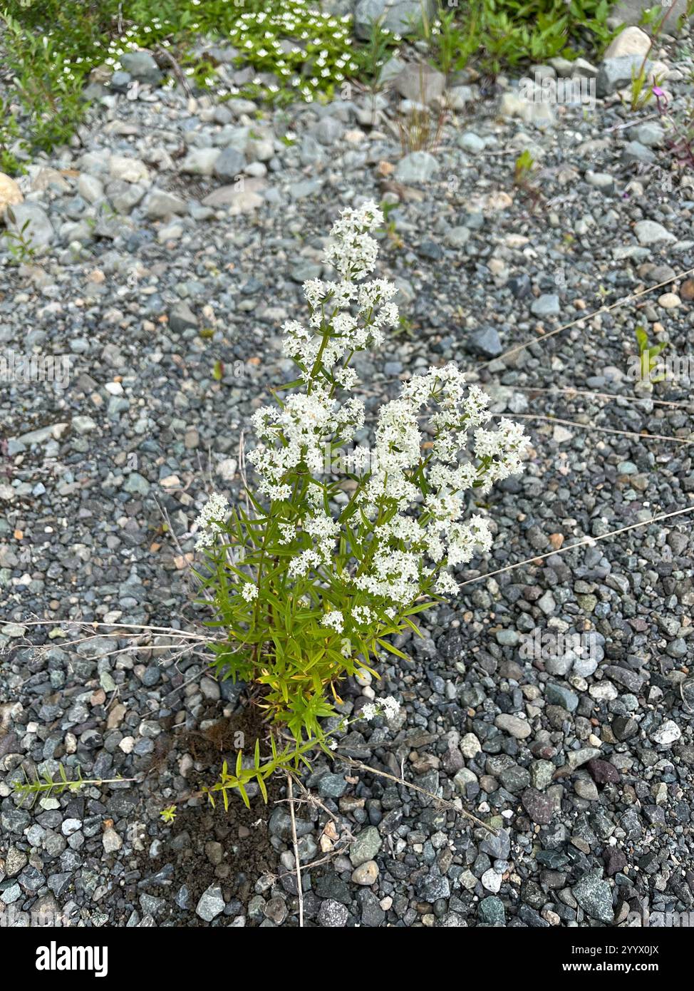 Northern Bedstraw (Galium boreale Stock Photo - Alamy