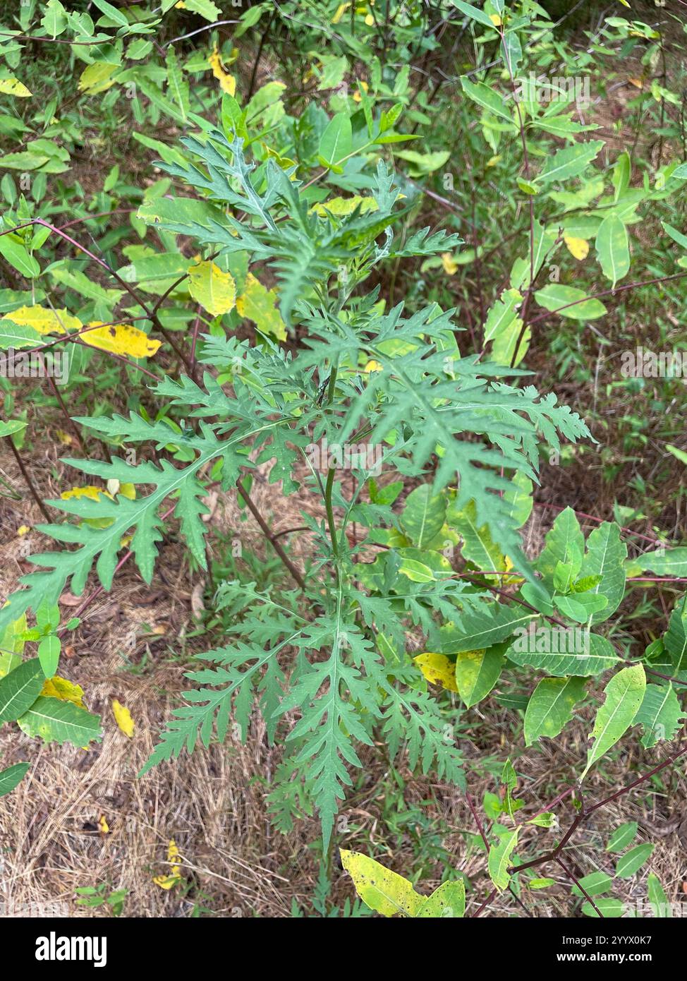 common ragweed (Ambrosia artemisiifolia Stock Photo - Alamy