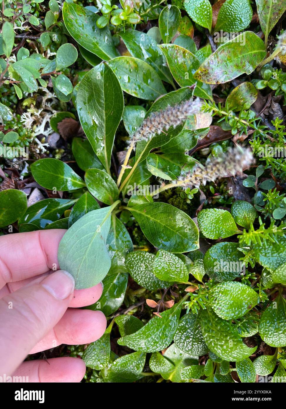 arctic willow (Salix arctica Stock Photo - Alamy