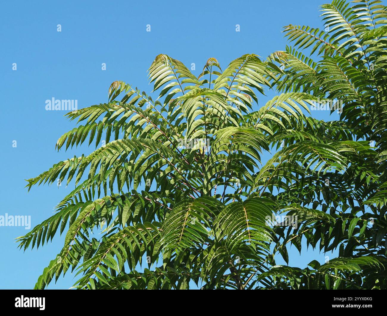 Tun tree (Toona sinensis Stock Photo - Alamy