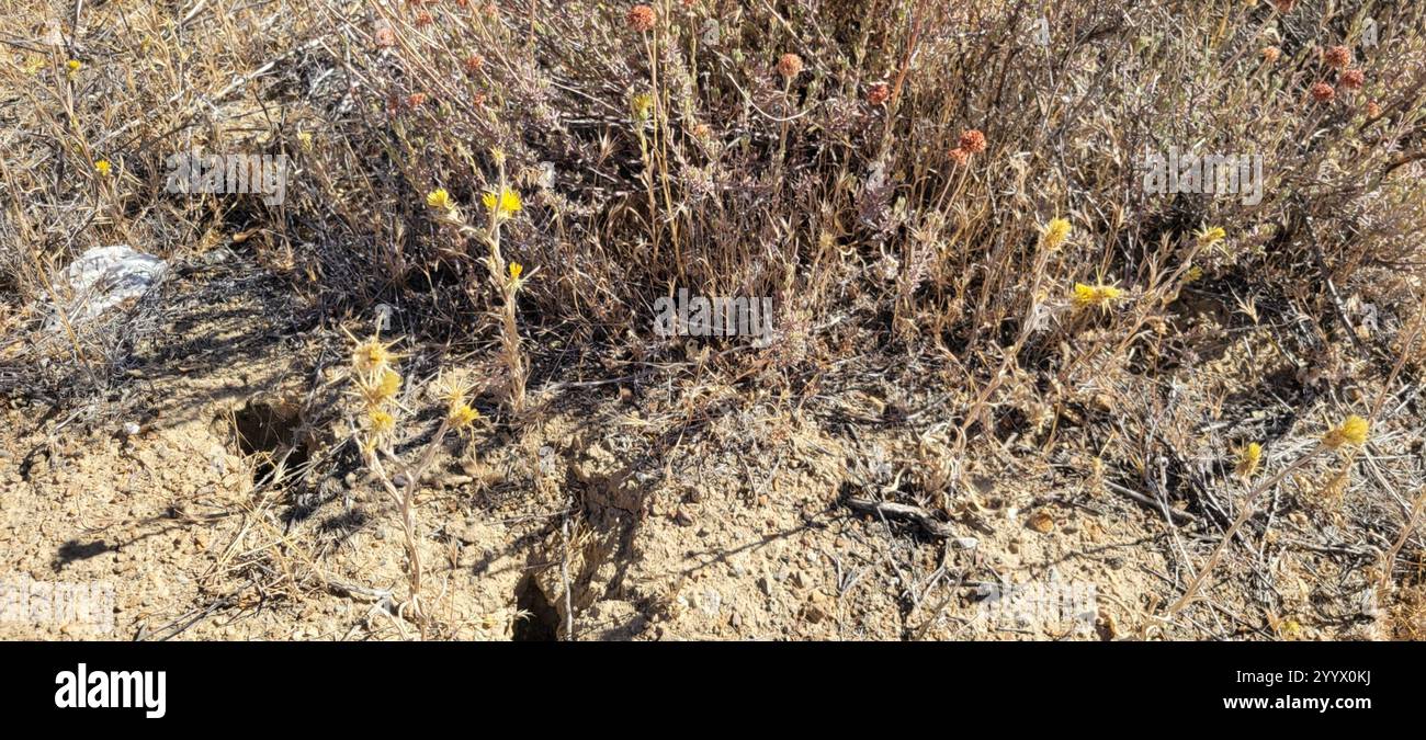 Yellow Star-Thistle (Centaurea solstitialis Stock Photo - Alamy