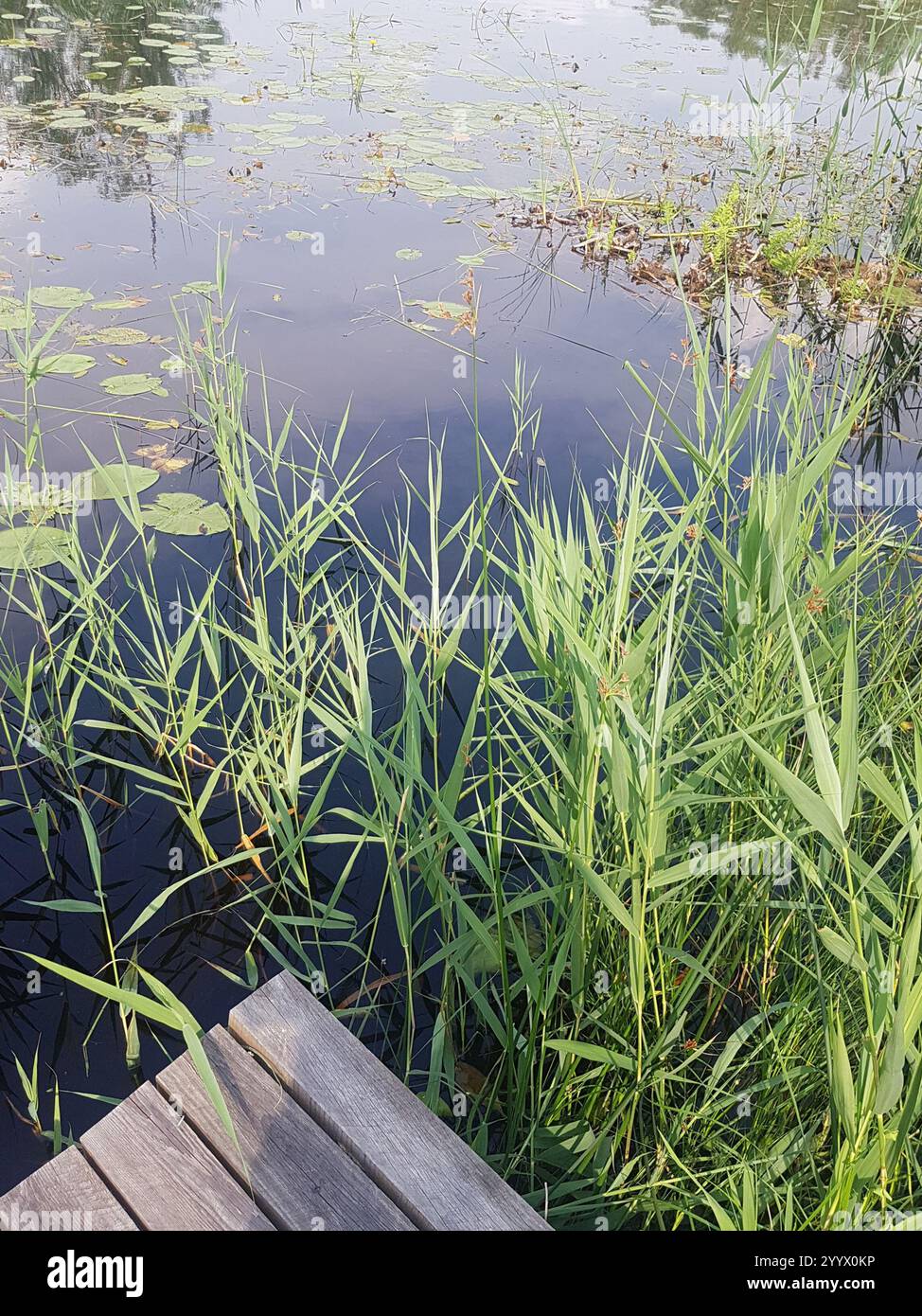 Common Club-rush (Schoenoplectus lacustris Stock Photo - Alamy