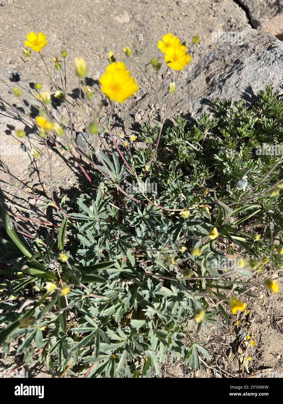 Blueleaf Cinquefoil (Potentilla glaucophylla Stock Photo - Alamy
