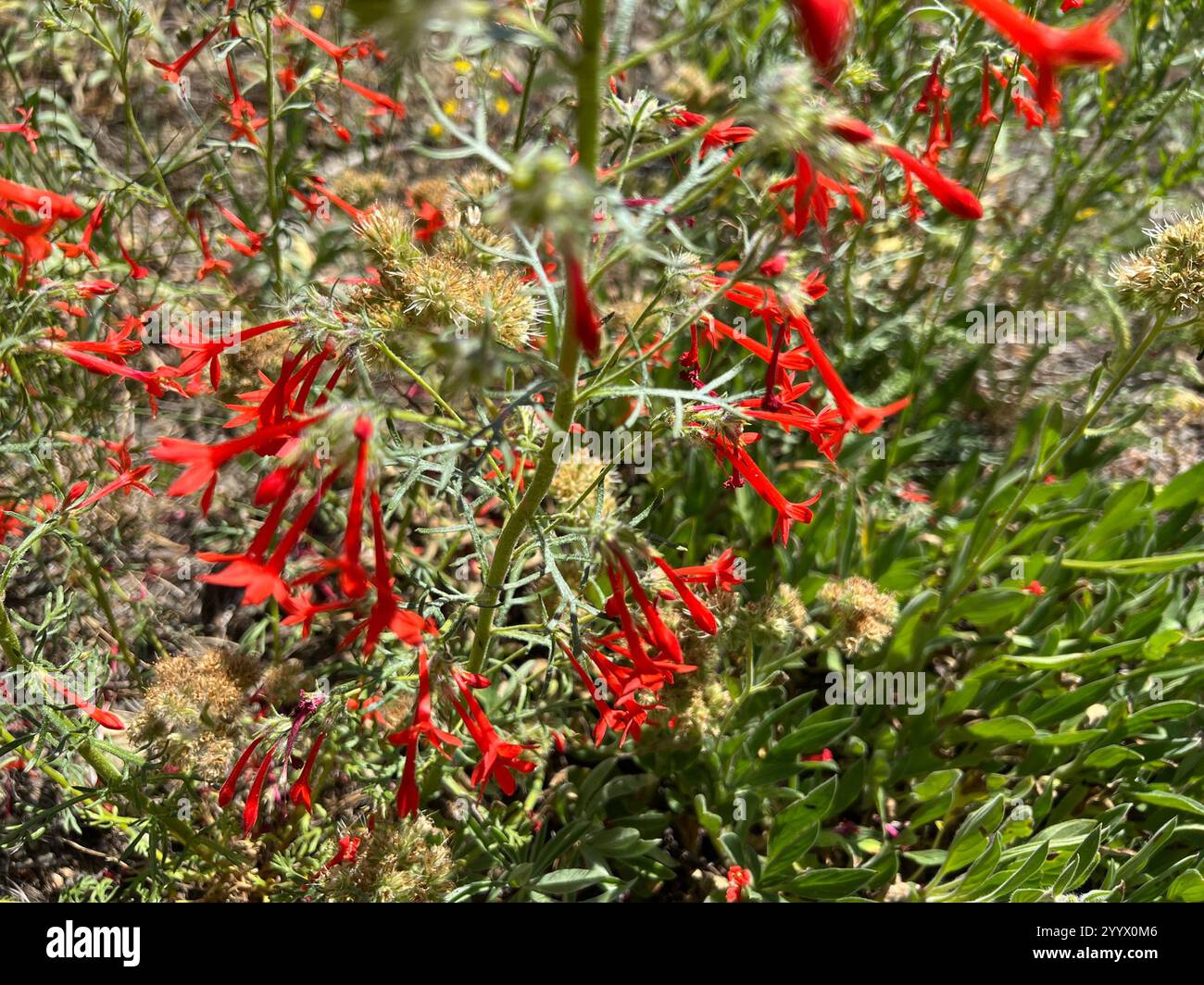 Scarlet Gilia (Ipomopsis aggregata Stock Photo - Alamy