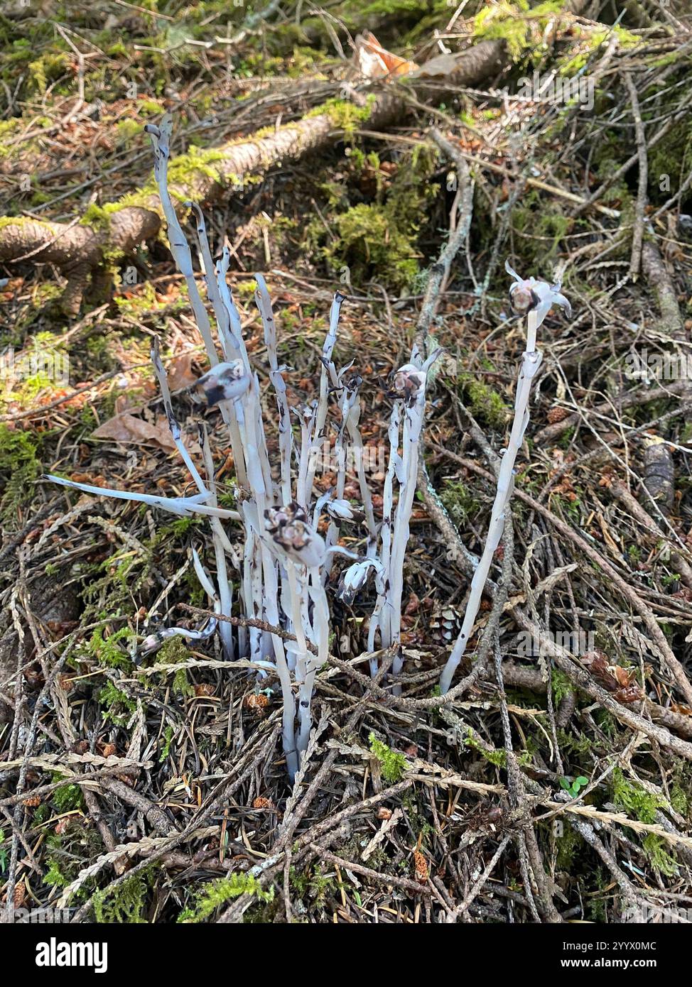 Ghost Pipe (Monotropa uniflora Stock Photo - Alamy
