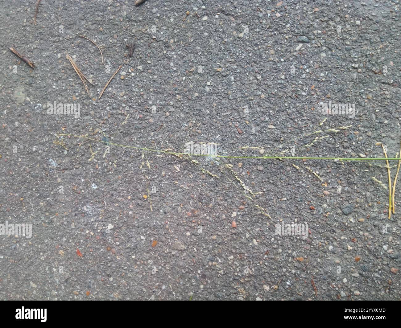 Wood Millet (Milium effusum Stock Photo - Alamy