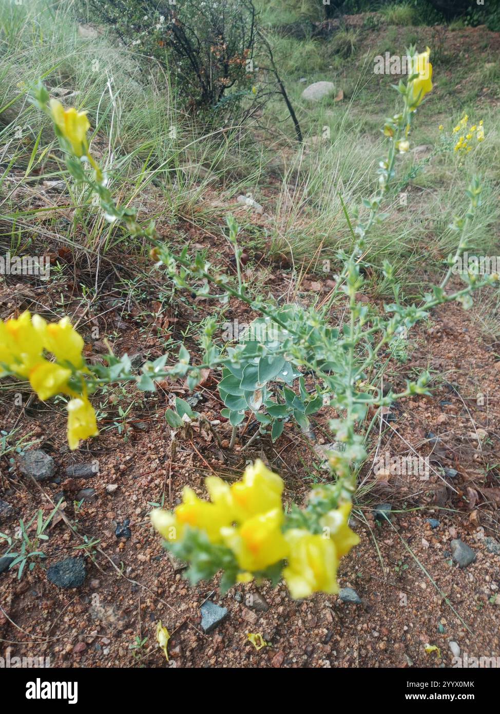 Balkan toadflax (Linaria dalmatica Stock Photo - Alamy