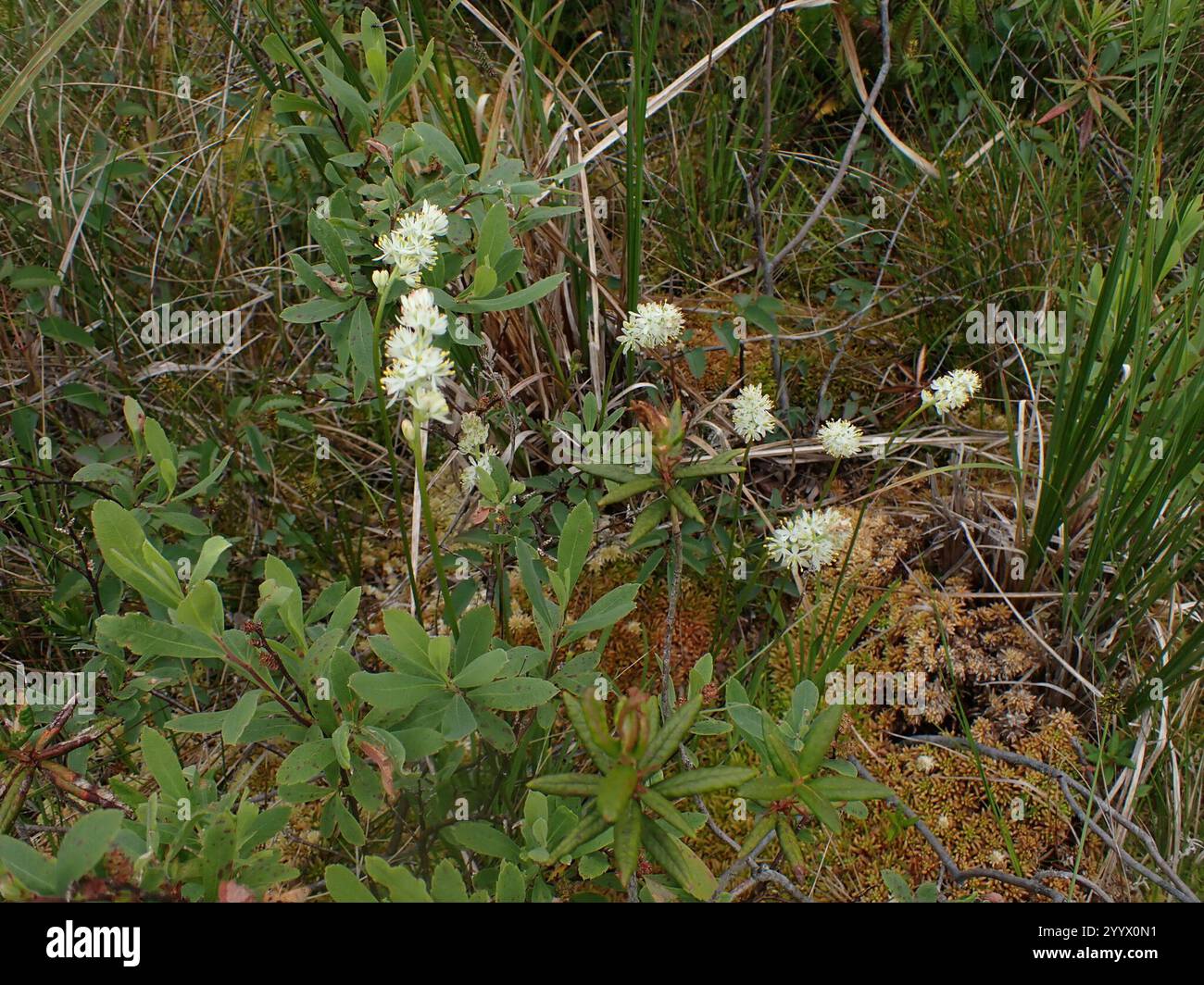 western false asphodel (Triantha occidentalis Stock Photo - Alamy
