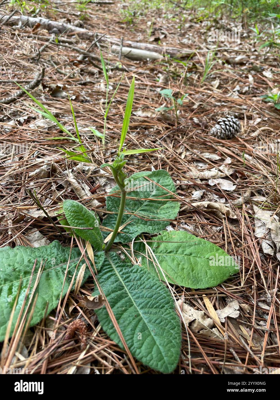 common elephant's-foot (Elephantopus tomentosus Stock Photo - Alamy