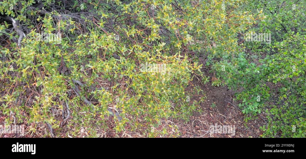 California scrub oak (Quercus berberidifolia Stock Photo - Alamy