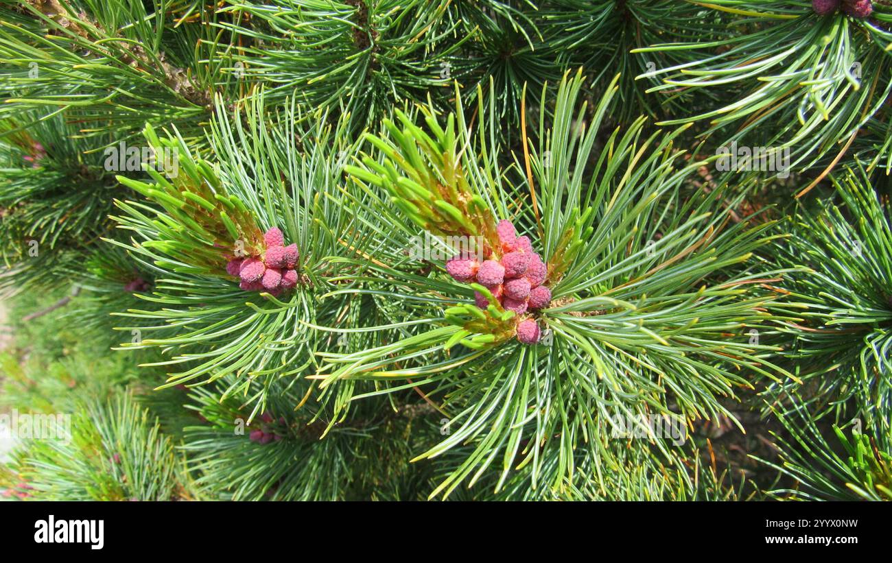 dwarf Siberian pine (Pinus pumila Stock Photo - Alamy