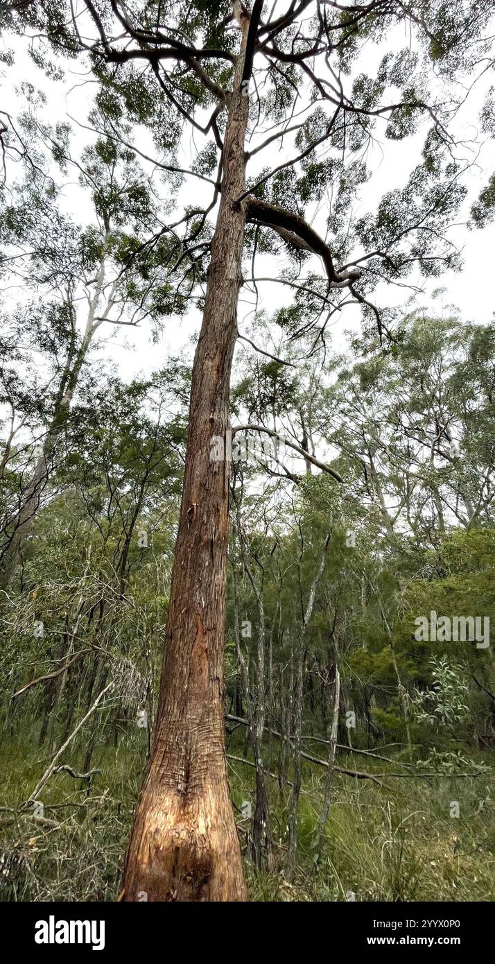 Tallowwood (Eucalyptus microcorys Stock Photo - Alamy