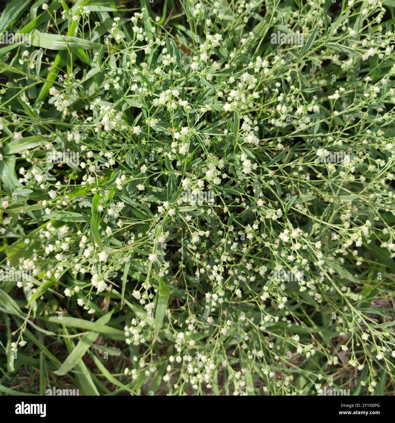 Santa Maria feverfew (Parthenium hysterophorus Stock Photo - Alamy