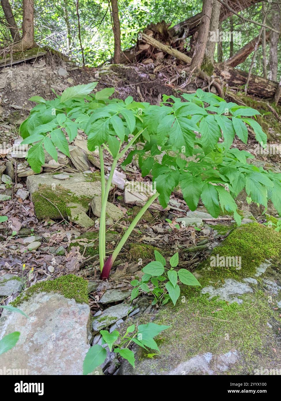 purple-stemmed angelica (Angelica atropurpurea Stock Photo - Alamy