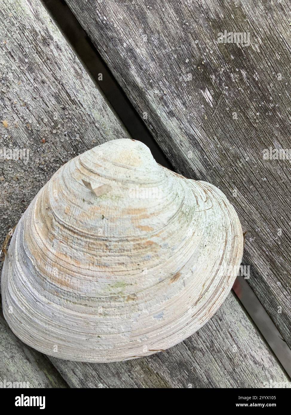 Northern Quahog (Mercenaria mercenaria Stock Photo - Alamy