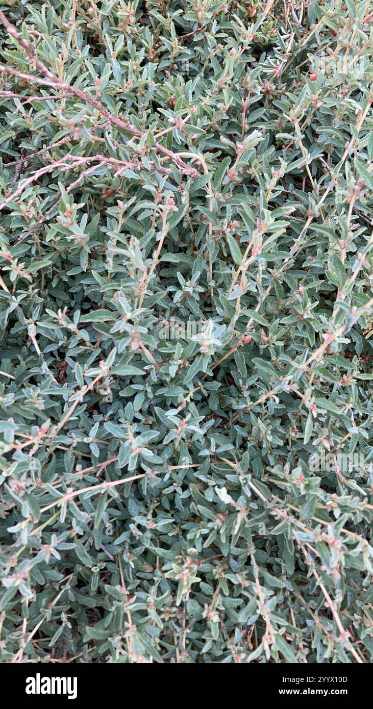 berry saltbush (Atriplex semibaccata Stock Photo - Alamy
