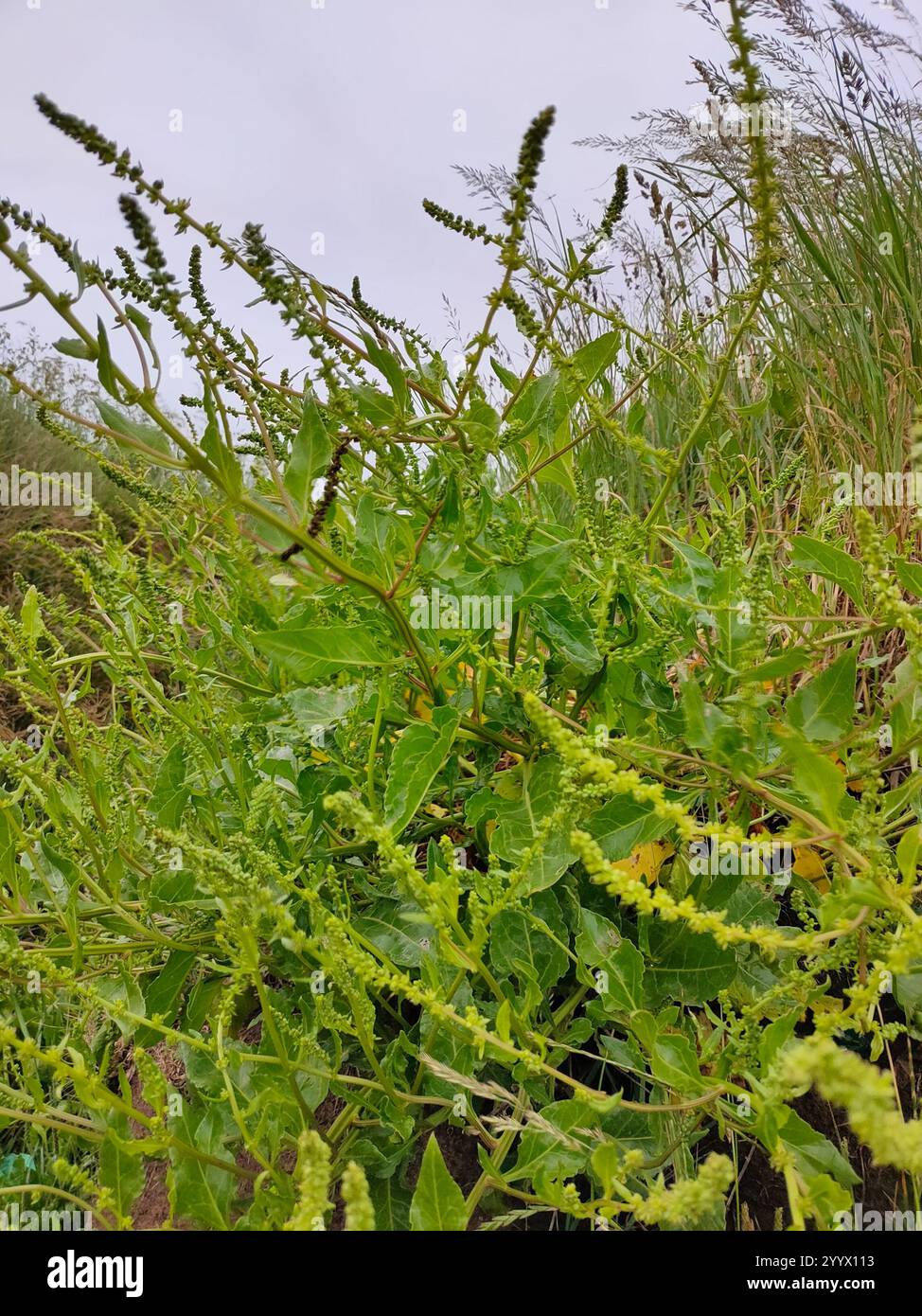 sea beet (Beta vulgaris maritima Stock Photo - Alamy