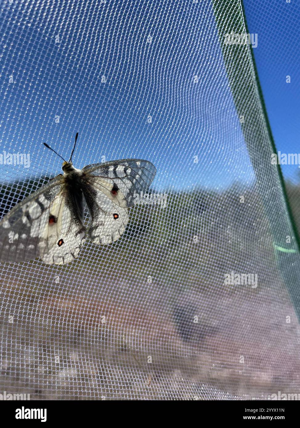 Clodius Parnassian (Parnassius clodius Stock Photo - Alamy