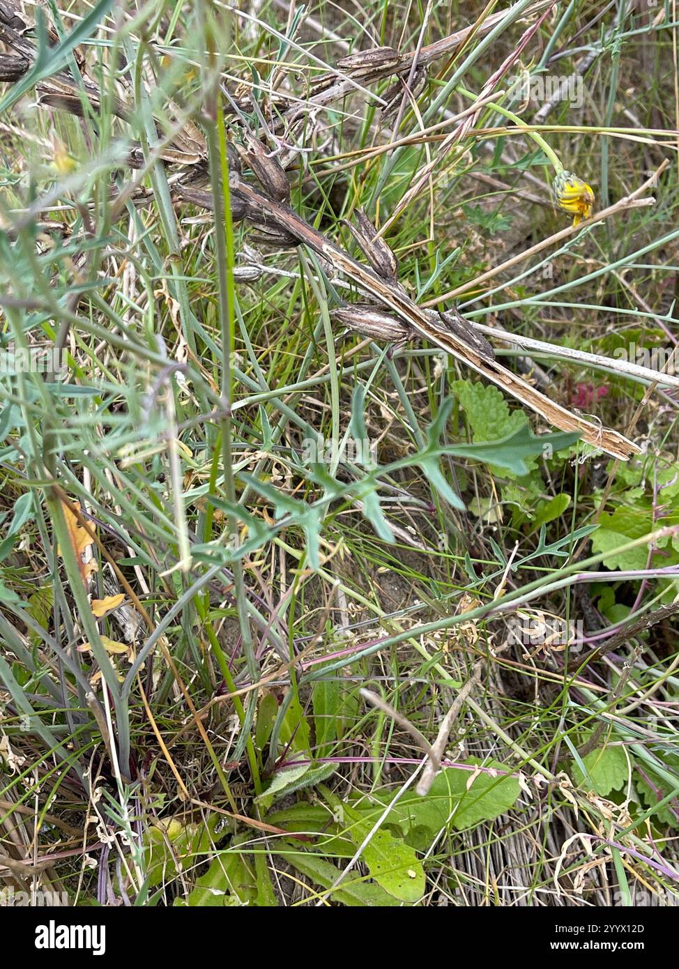 Isle of Man Cabbage (Coincya monensis Stock Photo - Alamy