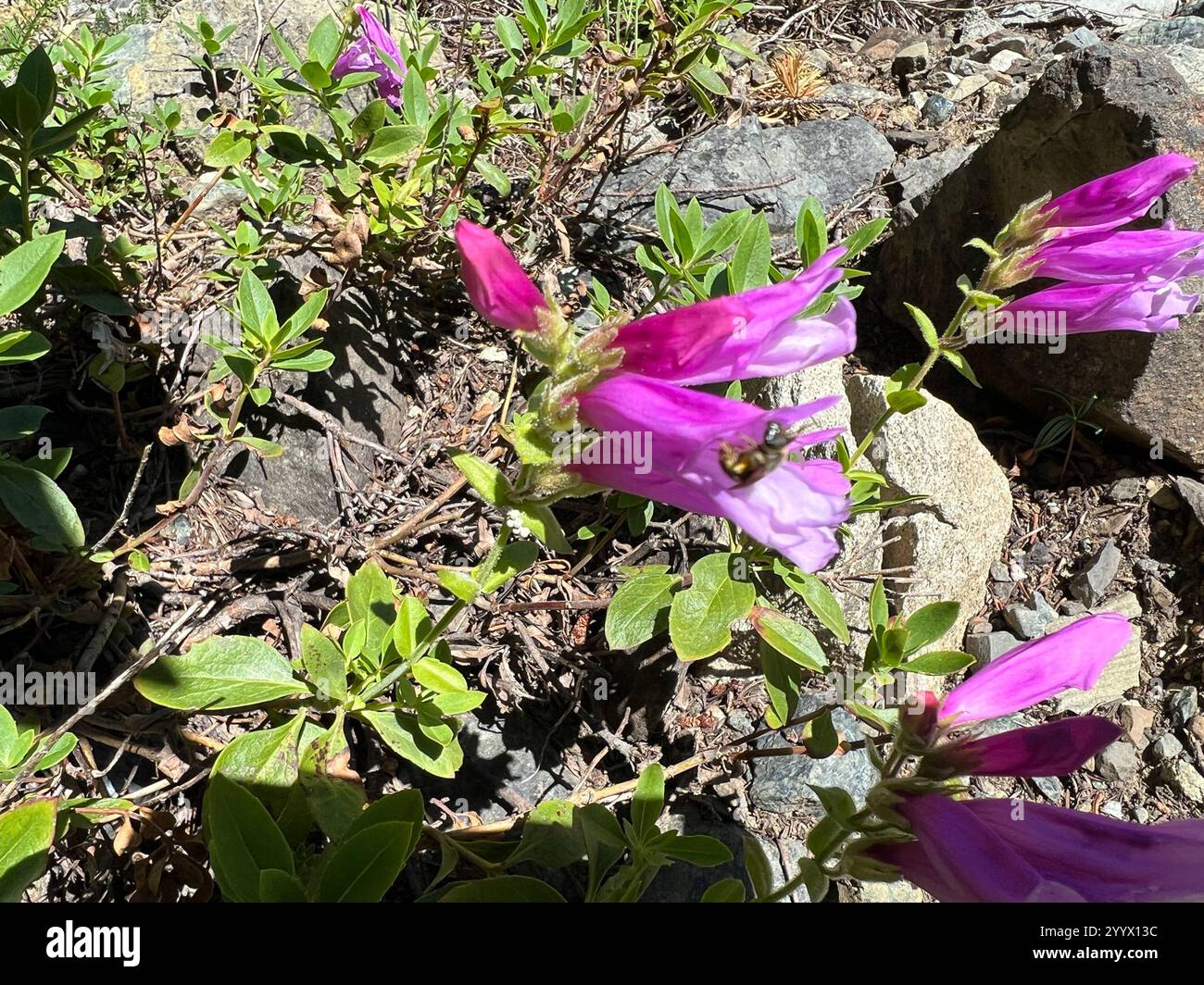 Bush Penstemon (Penstemon fruticosus Stock Photo - Alamy