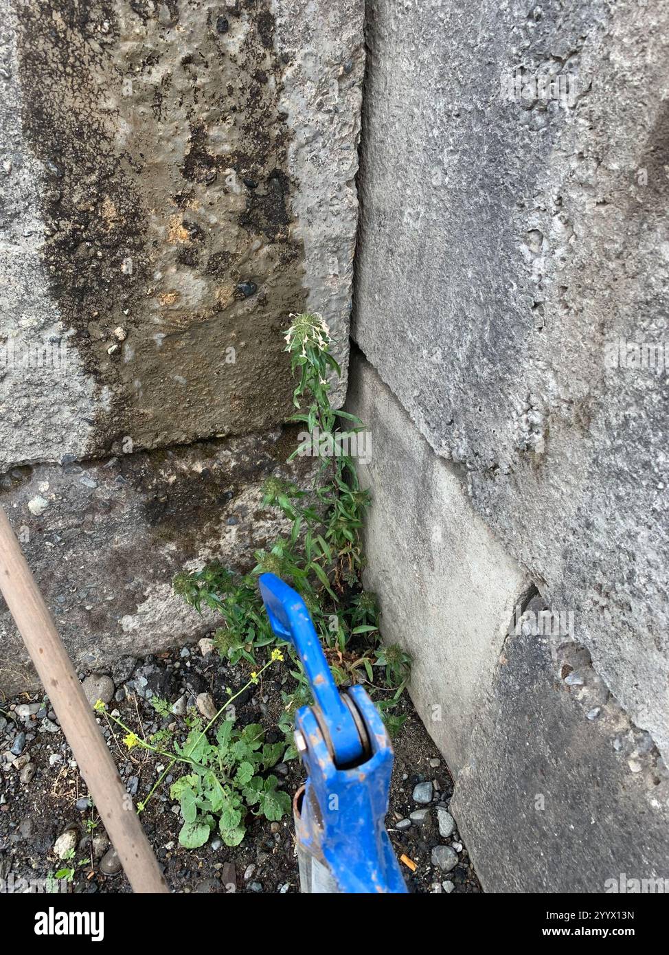 grand collomia (Collomia grandiflora Stock Photo - Alamy