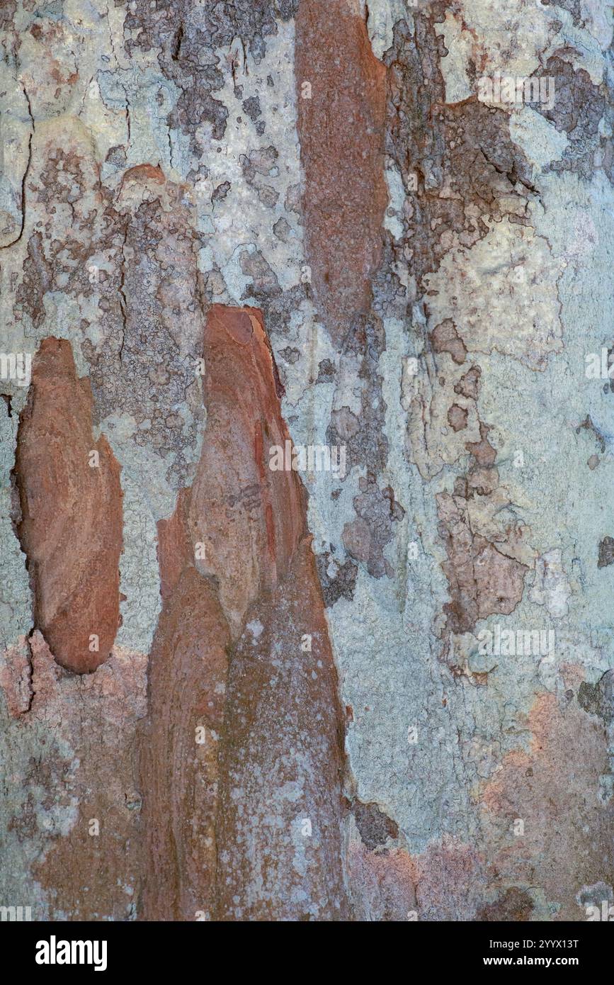 Rough patches and varying shades of brown and beige create an intricate ...