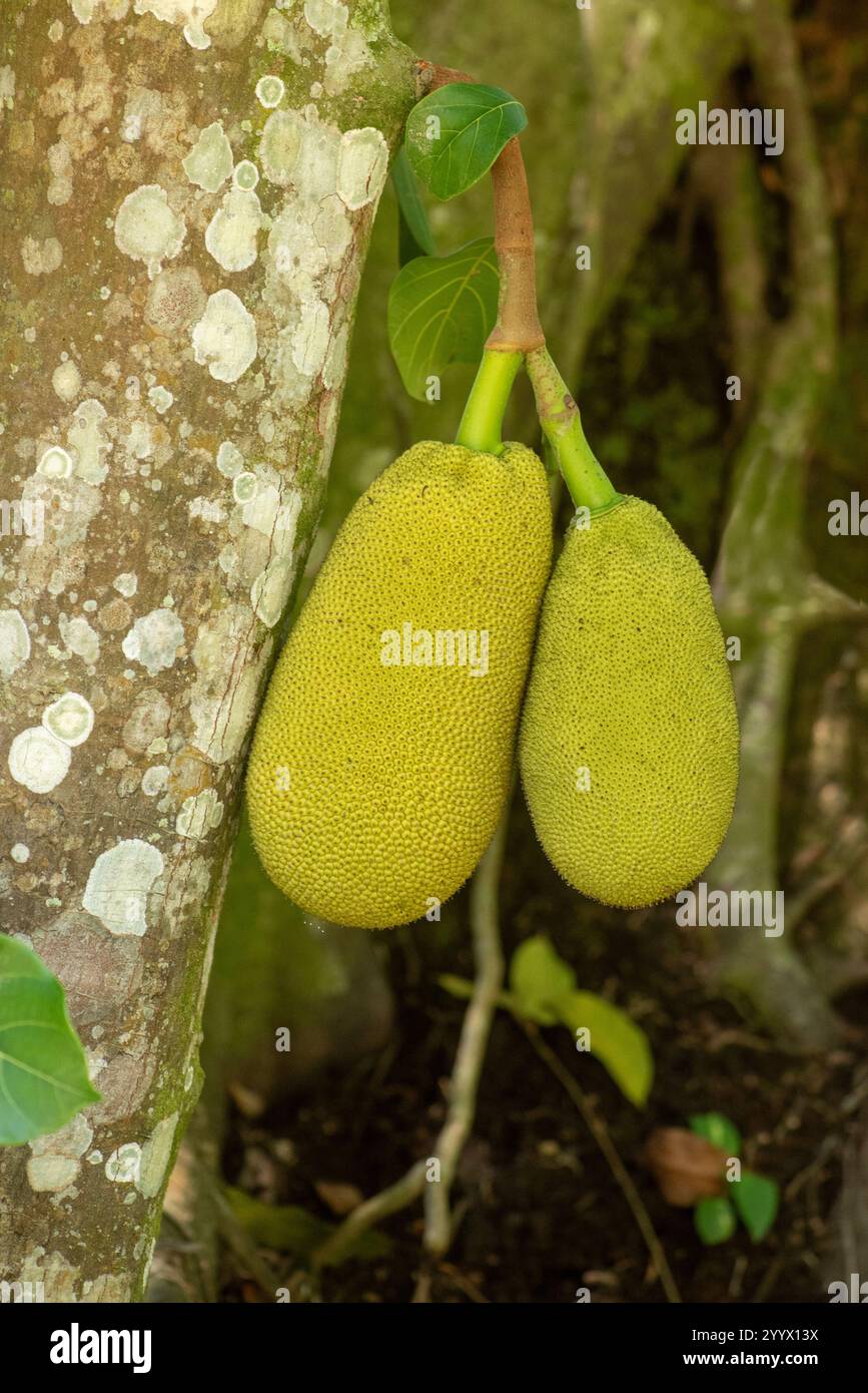 Jackfruit growing hanging from tree, close-up, highltiing texture and ...