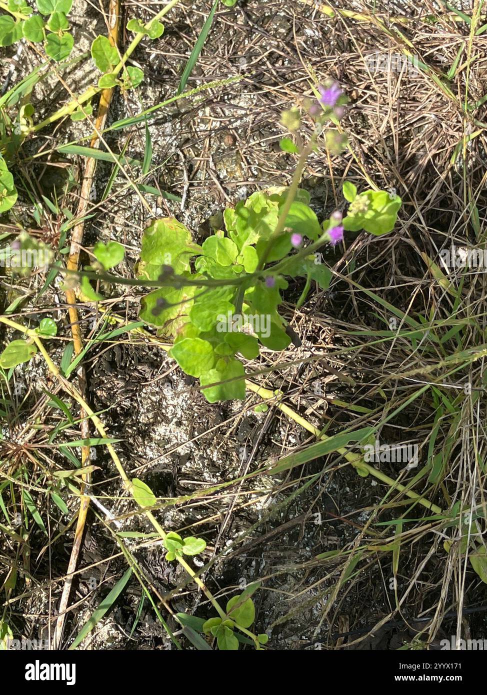 little ironweed (Cyanthillium cinereum Stock Photo - Alamy