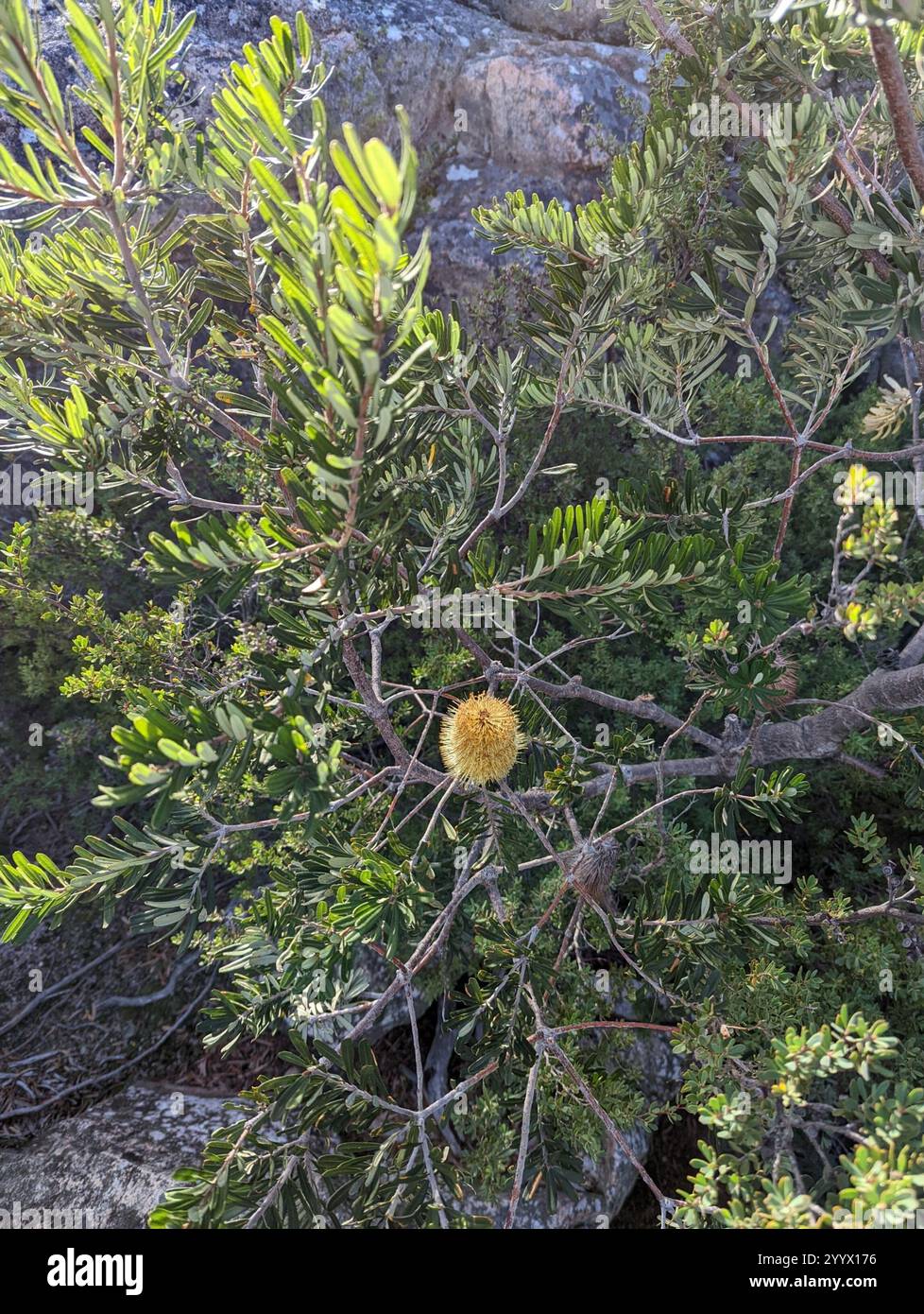 Silver Banksia (Banksia marginata Stock Photo - Alamy