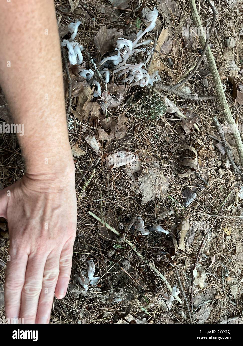 Ghost Pipe (Monotropa uniflora Stock Photo - Alamy