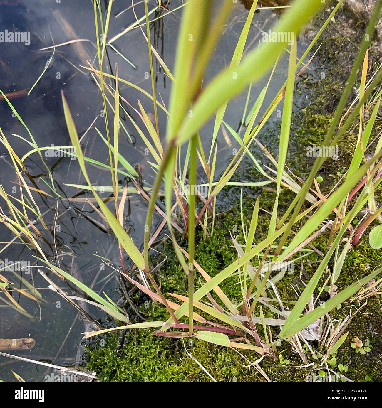 short-awn foxtail (Alopecurus aequalis Stock Photo - Alamy