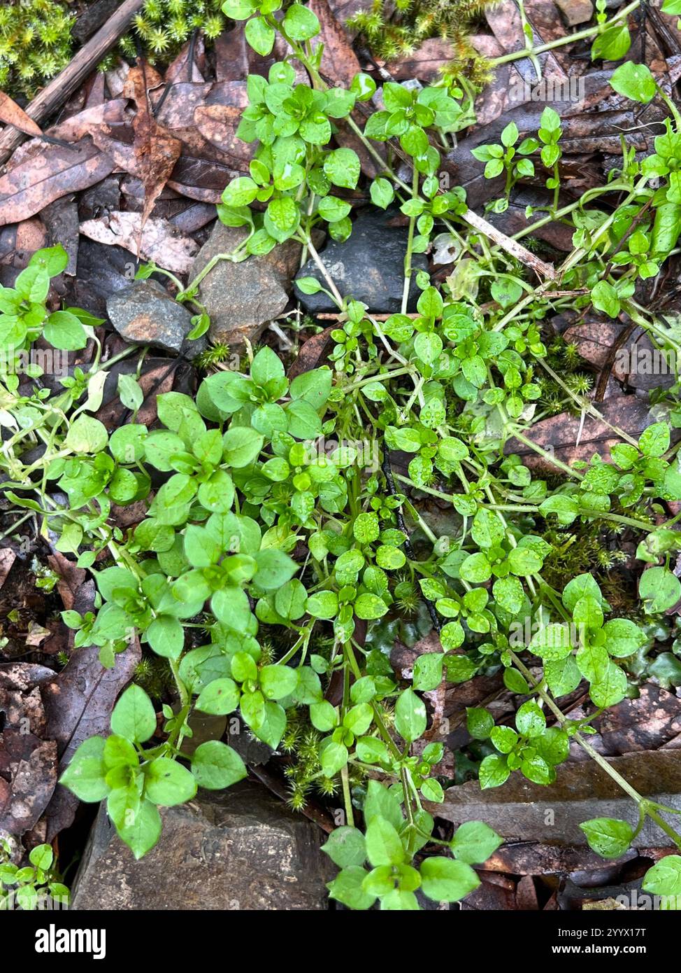 common chickweed (Stellaria media Stock Photo - Alamy