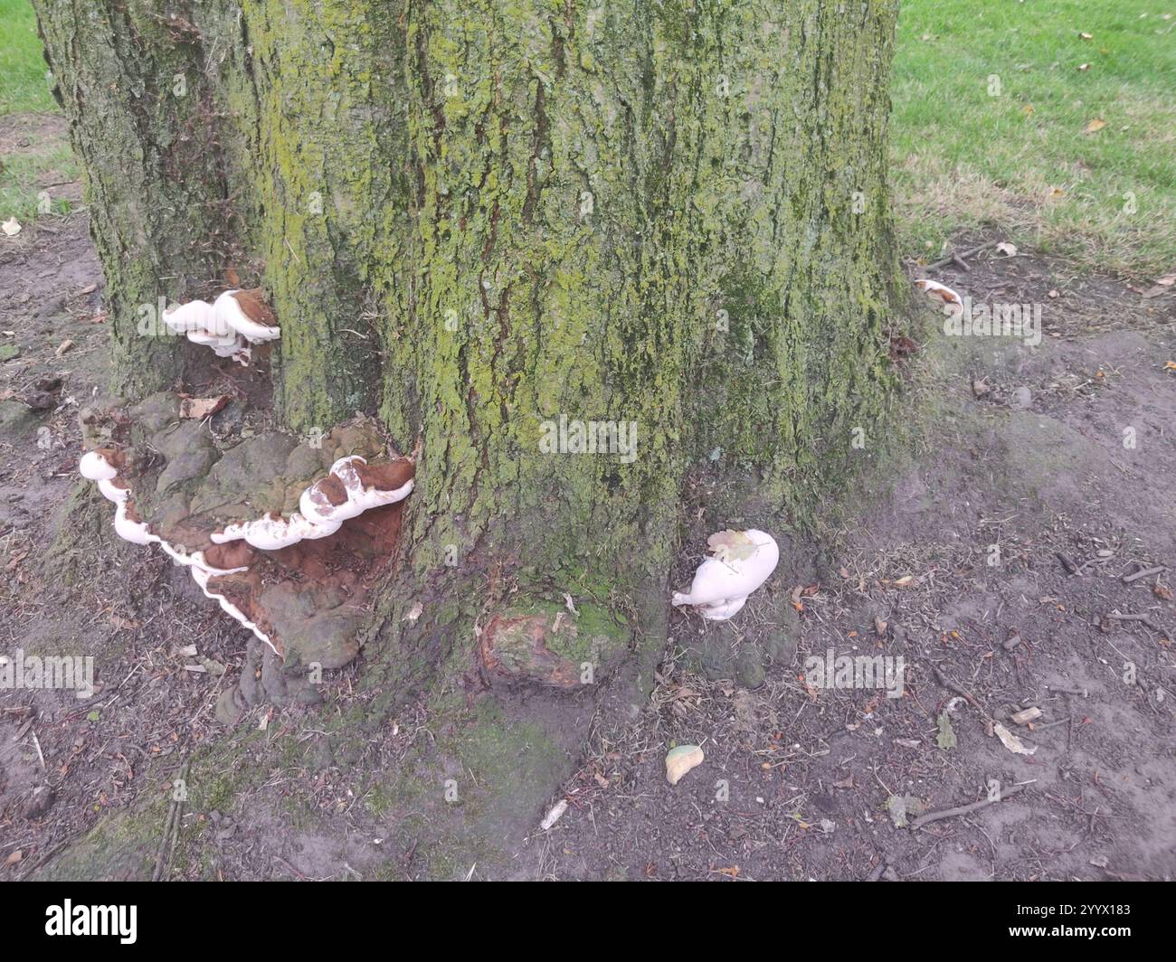 artist's bracket (Ganoderma applanatum Stock Photo - Alamy