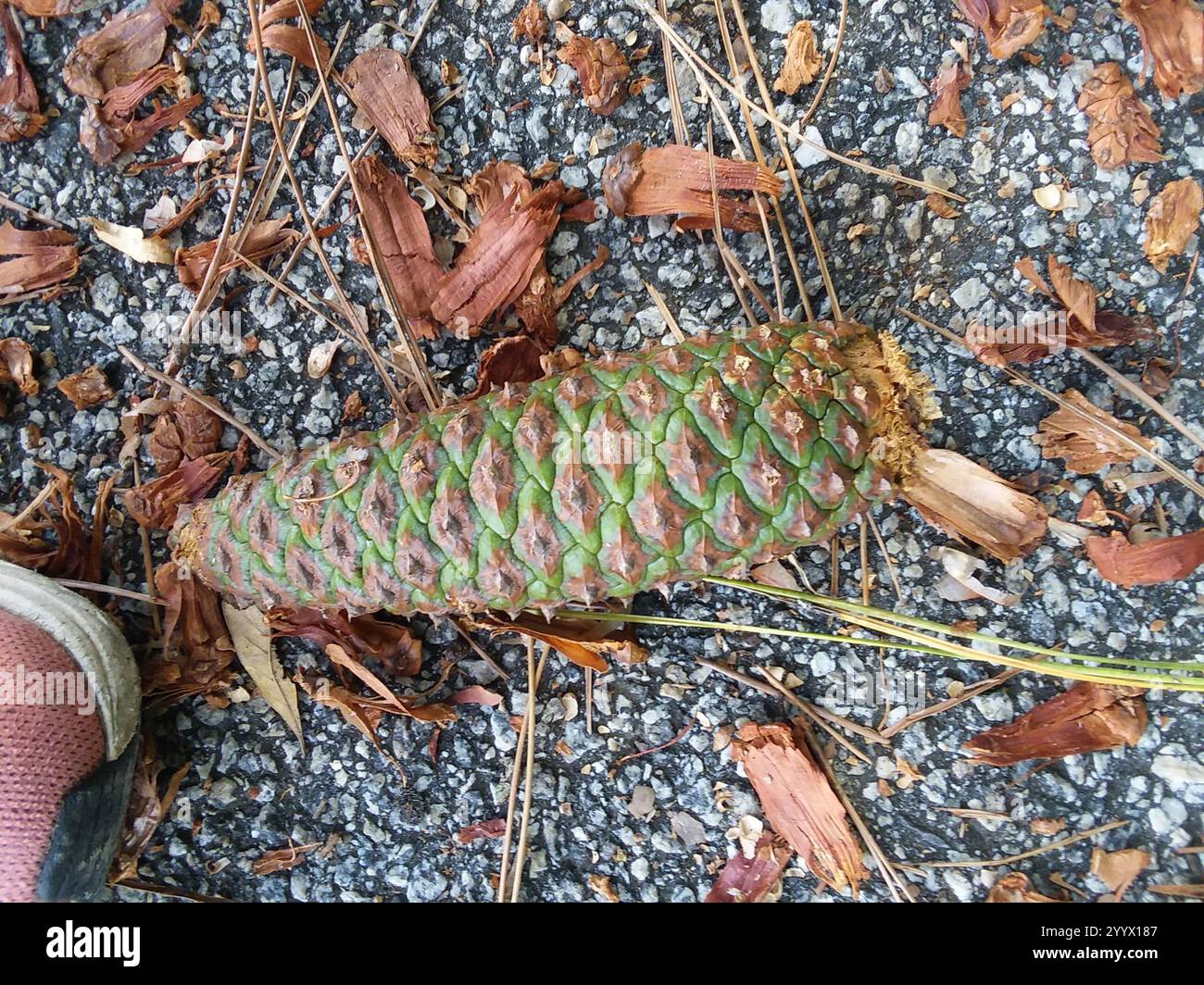 slash pine (Pinus elliottii Stock Photo - Alamy
