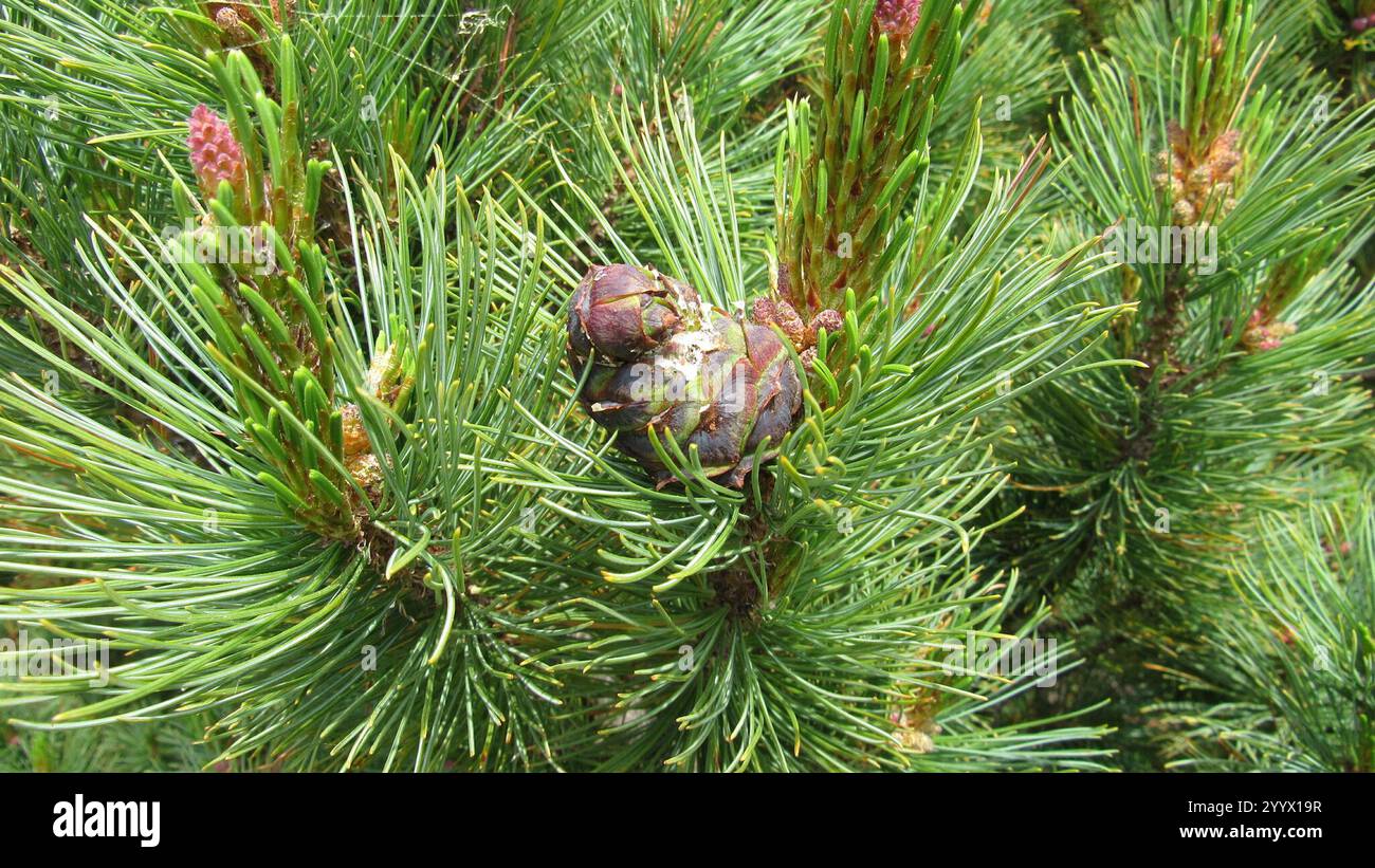 dwarf Siberian pine (Pinus pumila Stock Photo - Alamy