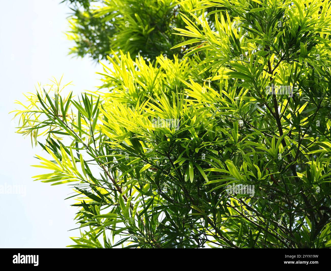 Nakai yellowwood (Podocarpus nakaii Stock Photo - Alamy