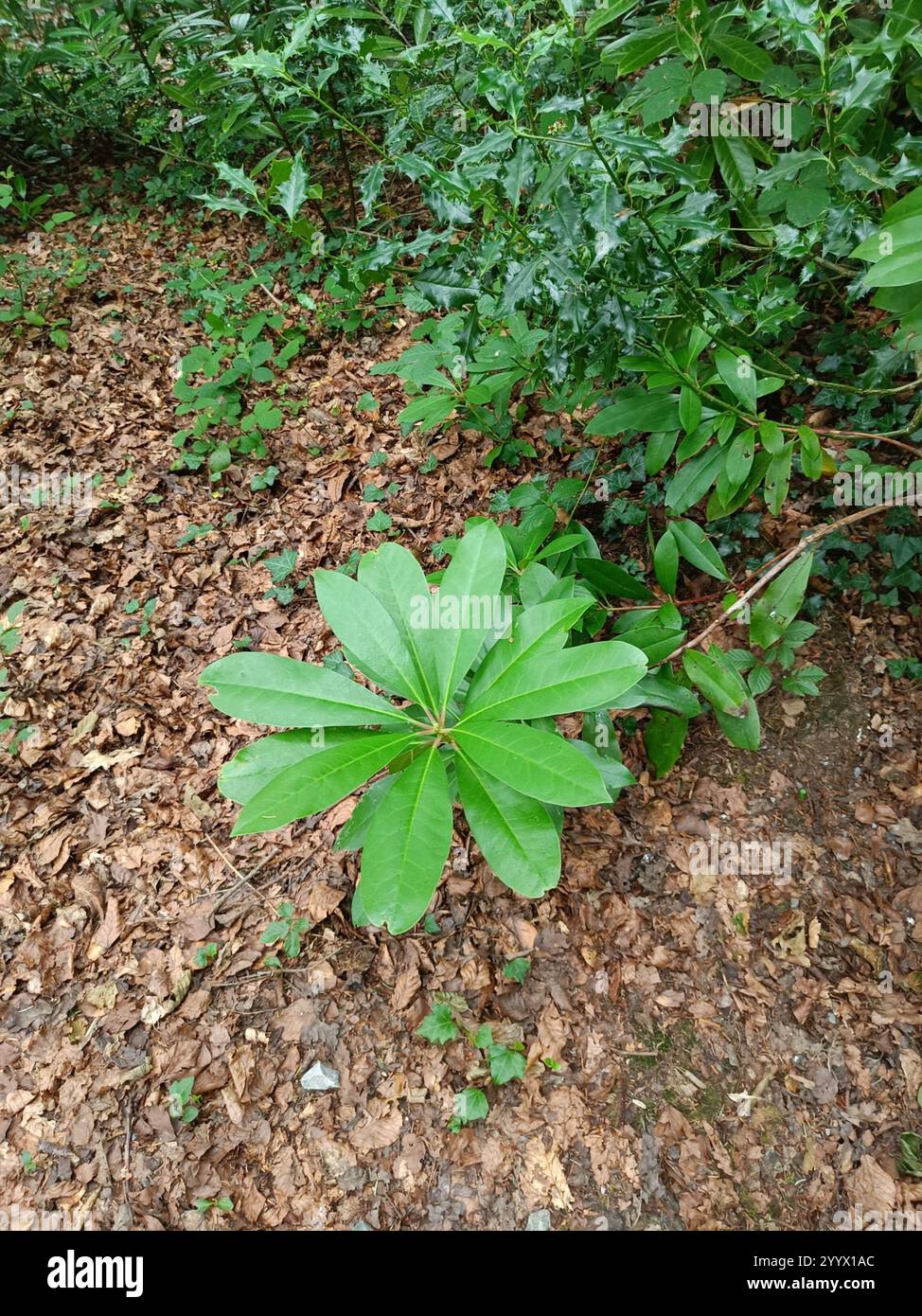 Common Rhododendron (Rhododendron ponticum Stock Photo - Alamy