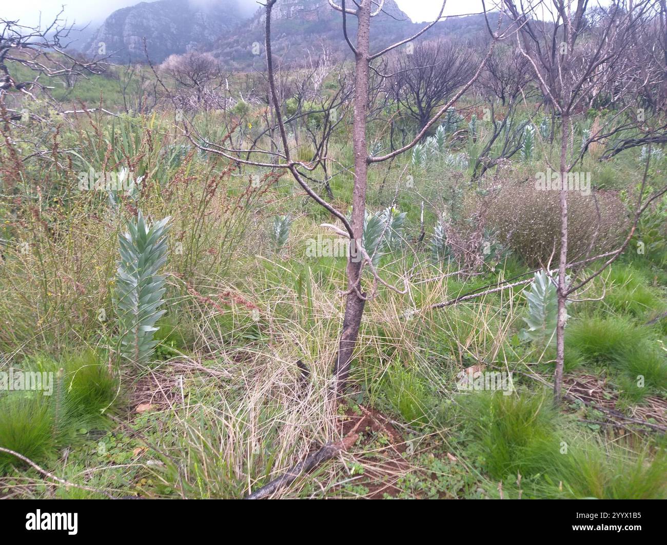 Cape Silver Tree (Leucadendron argenteum Stock Photo - Alamy
