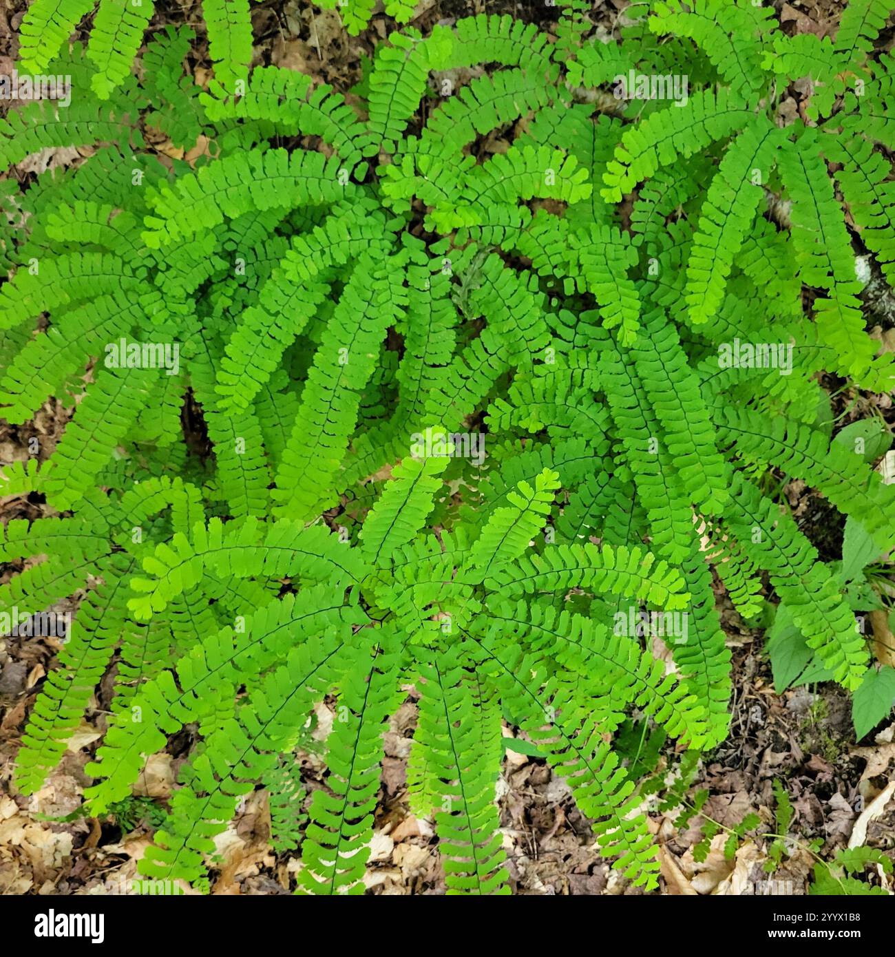 northern maidenhair fern (Adiantum pedatum Stock Photo - Alamy