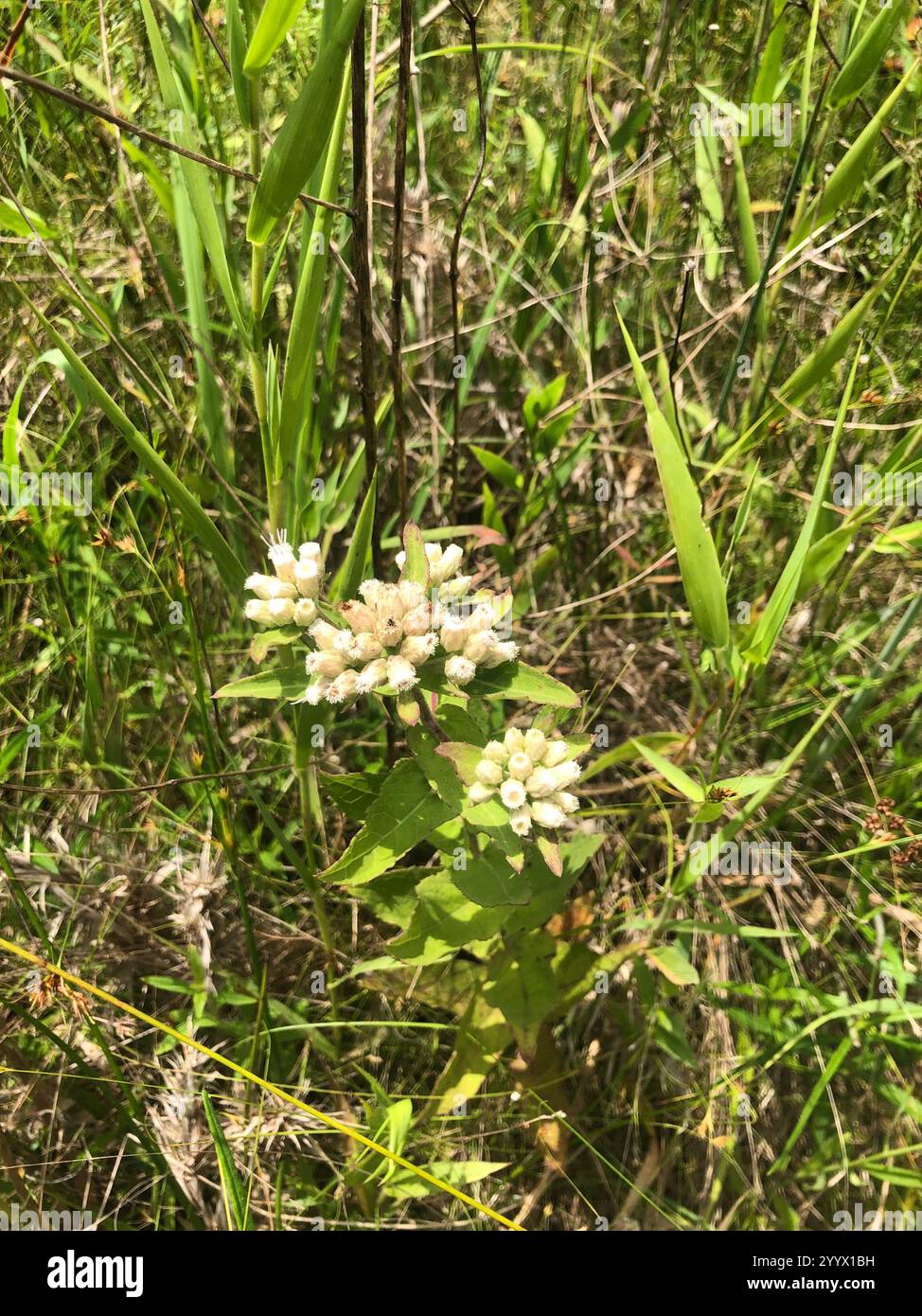 stinking camphorweed (Pluchea foetida Stock Photo - Alamy